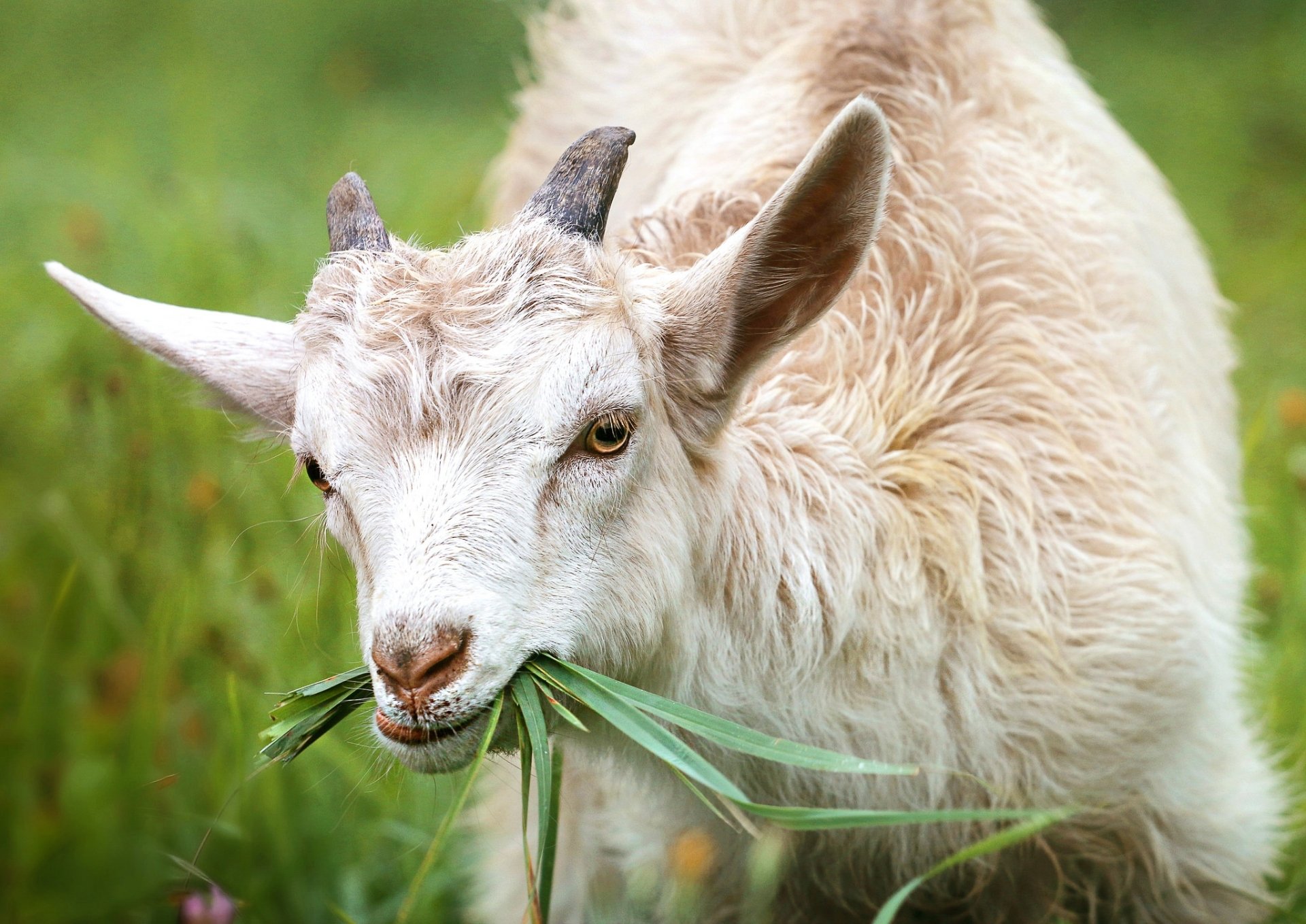 Download Animal Goat HD Wallpaper