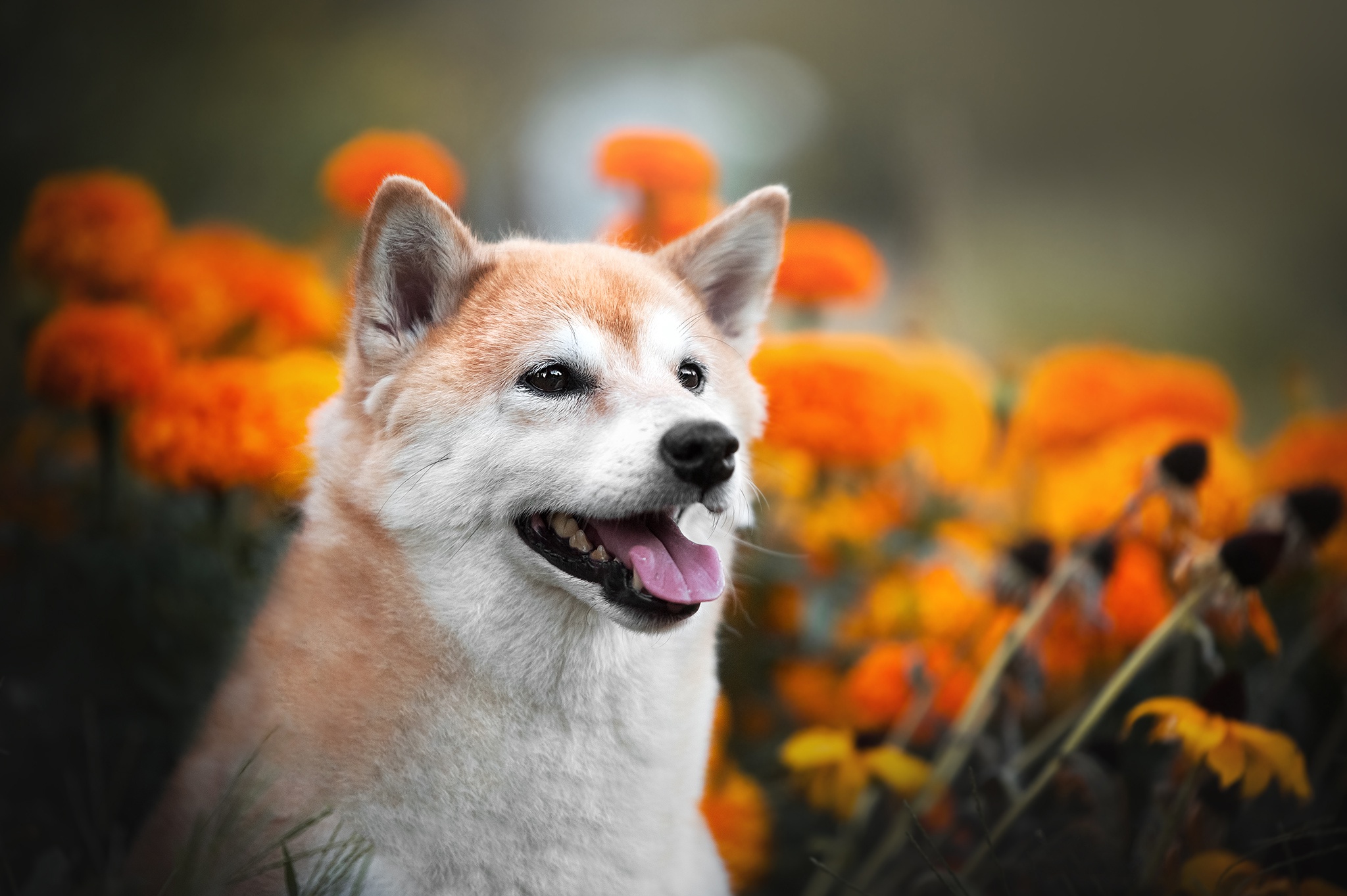 Shiba Inu HD Wallpaper