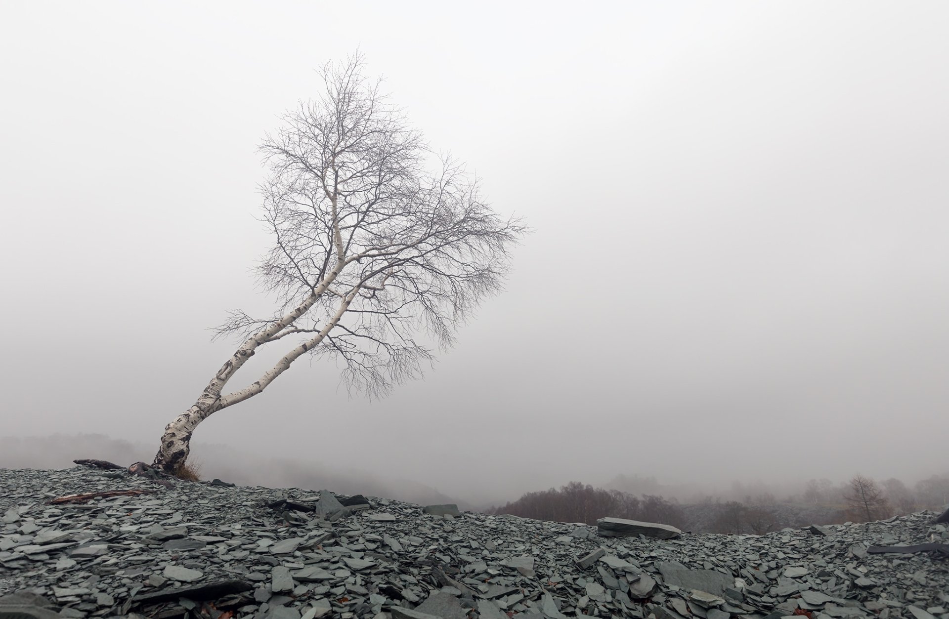 Misty Solitude: HD Nature Wallpaper of a Lone Tree in Fog | 2048x1337 ...