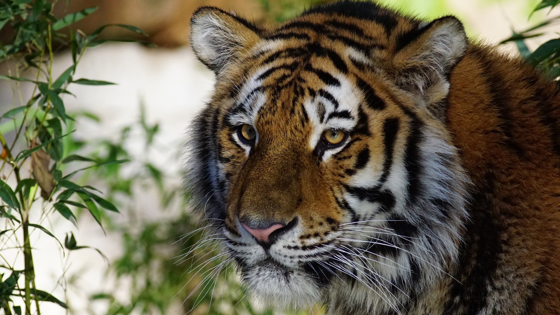 Majestic Tiger in Stunning 4K Ultra HD | 3840x2160 | Wallpaper Abyss