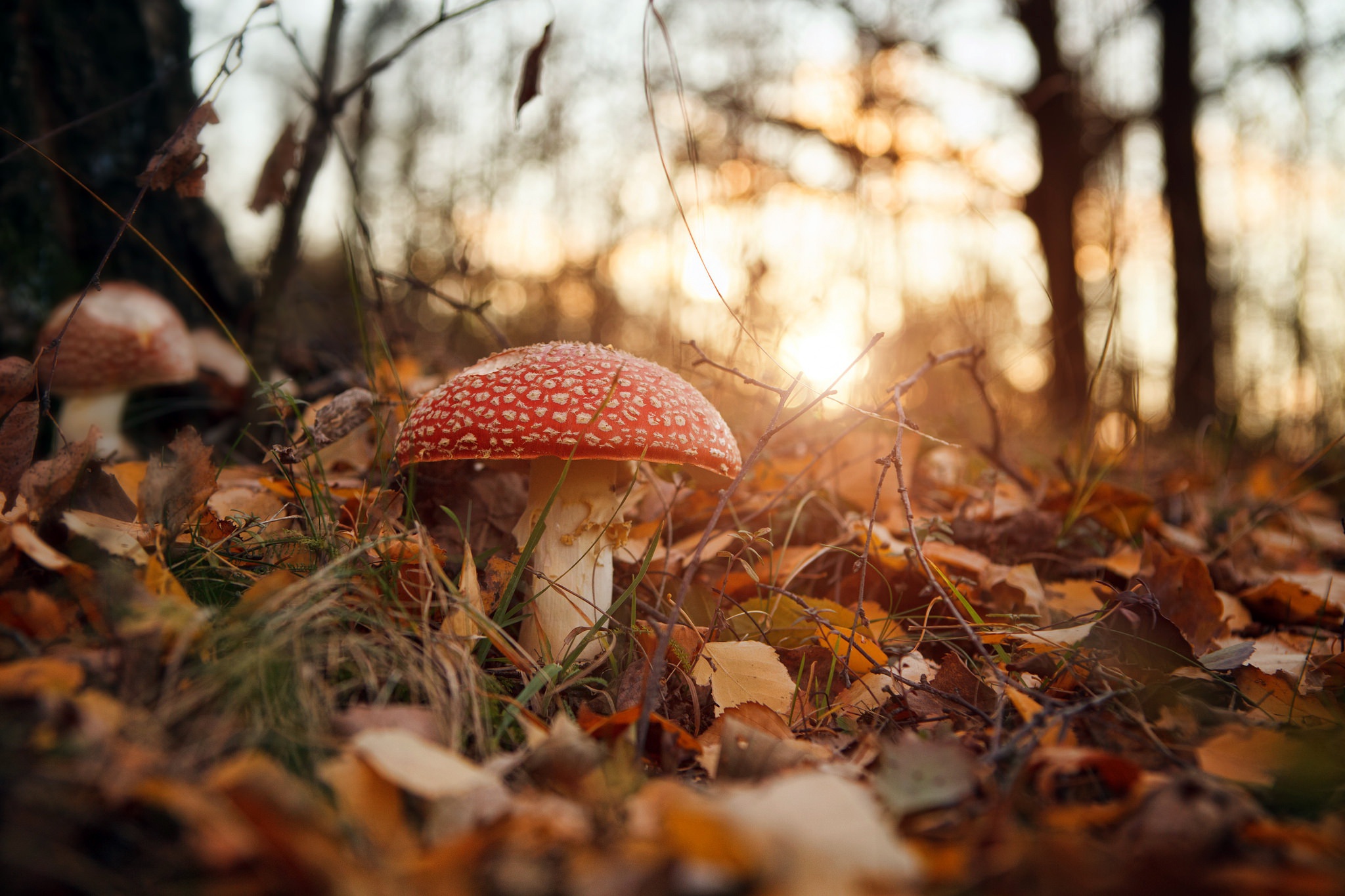 Nature Mushroom HD Wallpaper