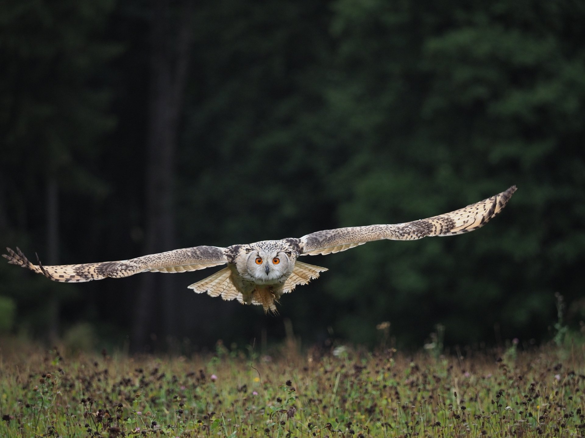 Majestic Owl in Flight - 4K Ultra HD Wallpaper by Petr Elvis