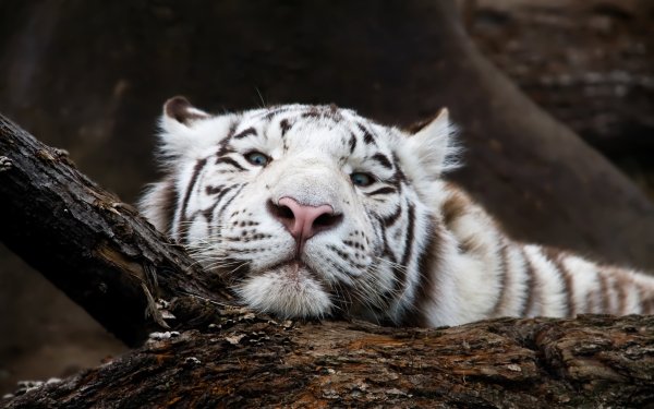 Tiger and Parrot Hanging Out HD Wallpaper | Background Image | 1920x1200