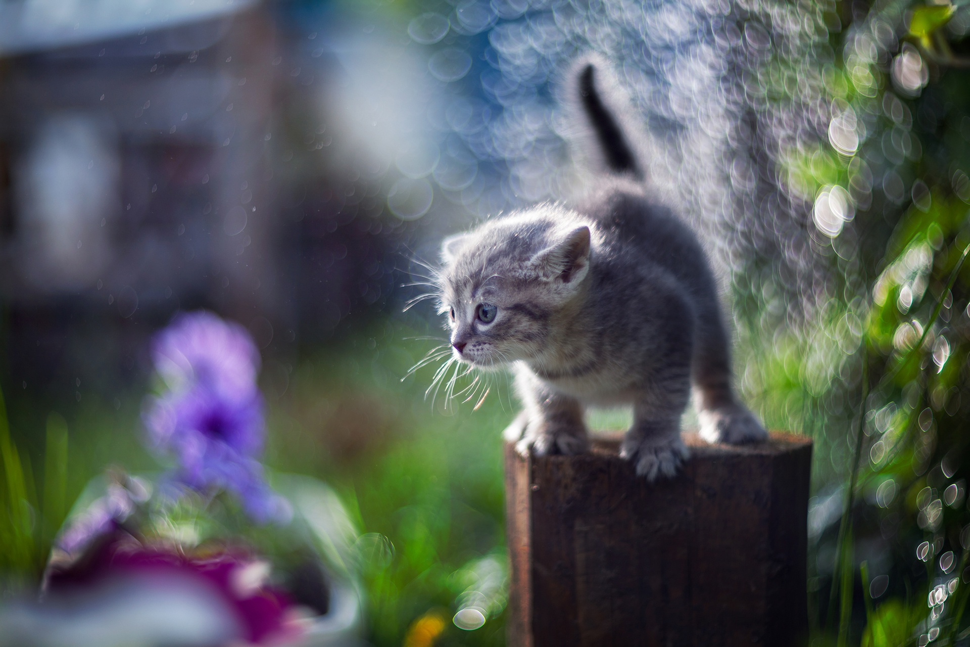 Download Bokeh Kitten Baby Animal Animal Cat HD Wallpaper