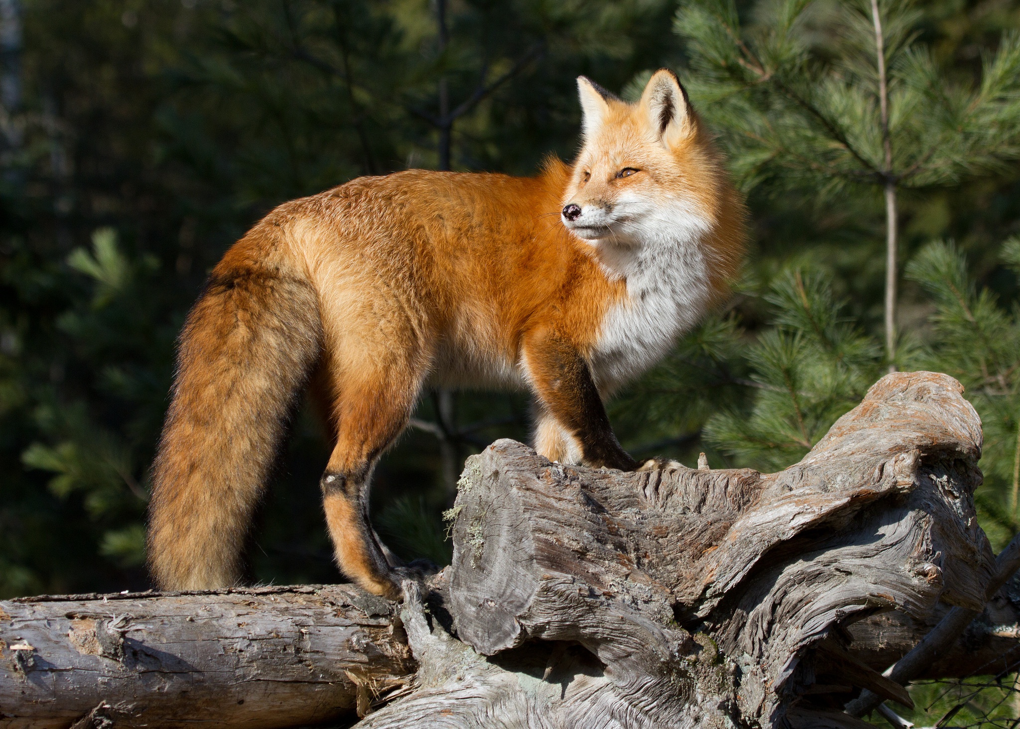 Download Animal Fox HD Wallpaper