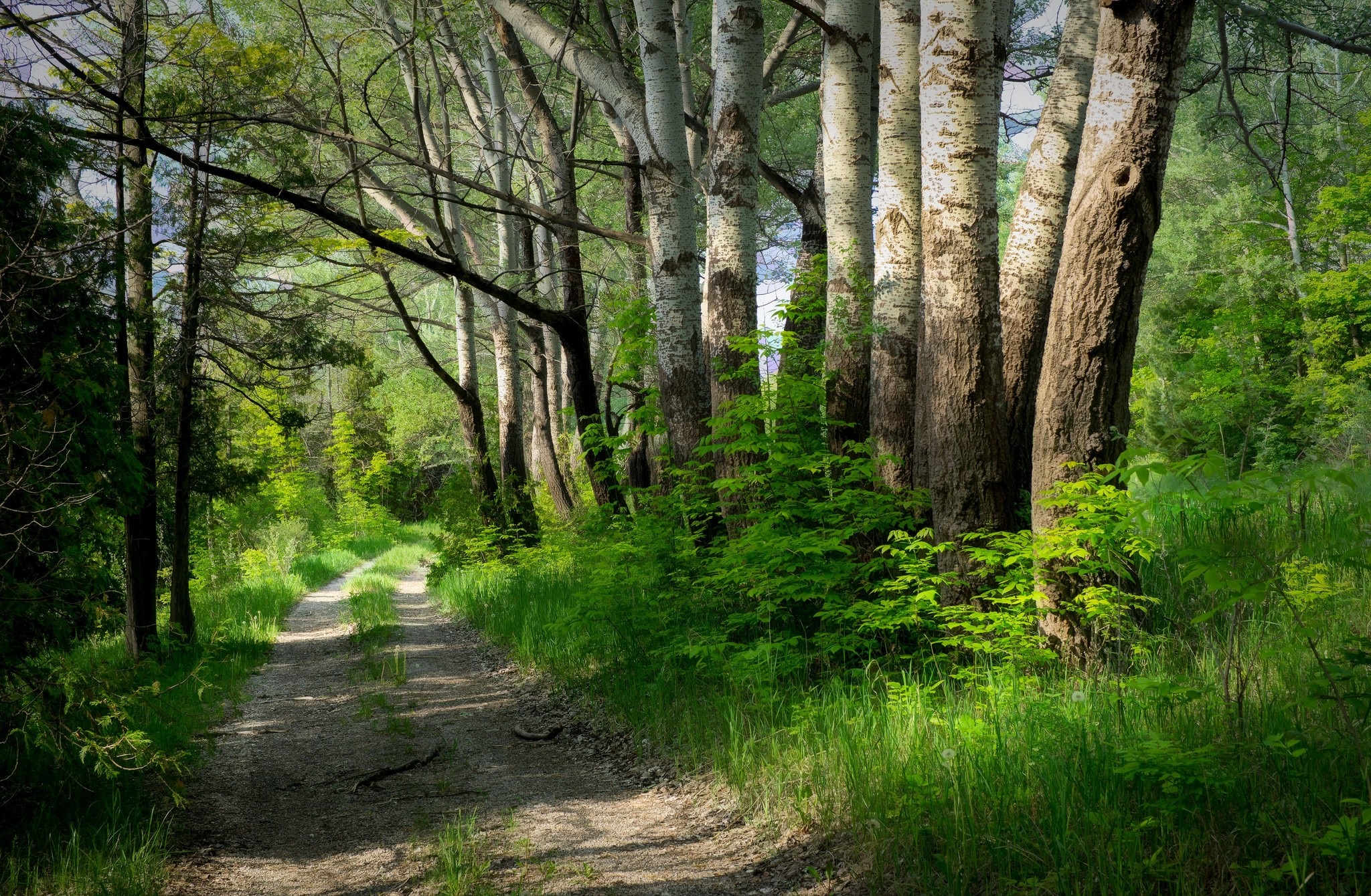 Serene Tree-Lined Nature Path HD Wallpaper