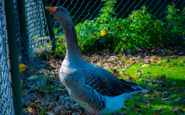 [30+] Goose 4k Wallpapers