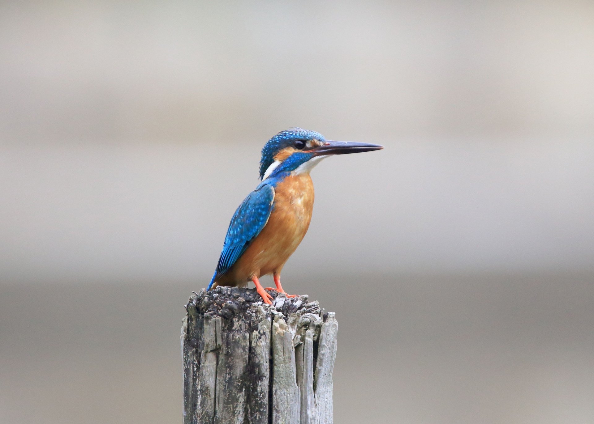 Download Animal Kingfisher HD Wallpaper
