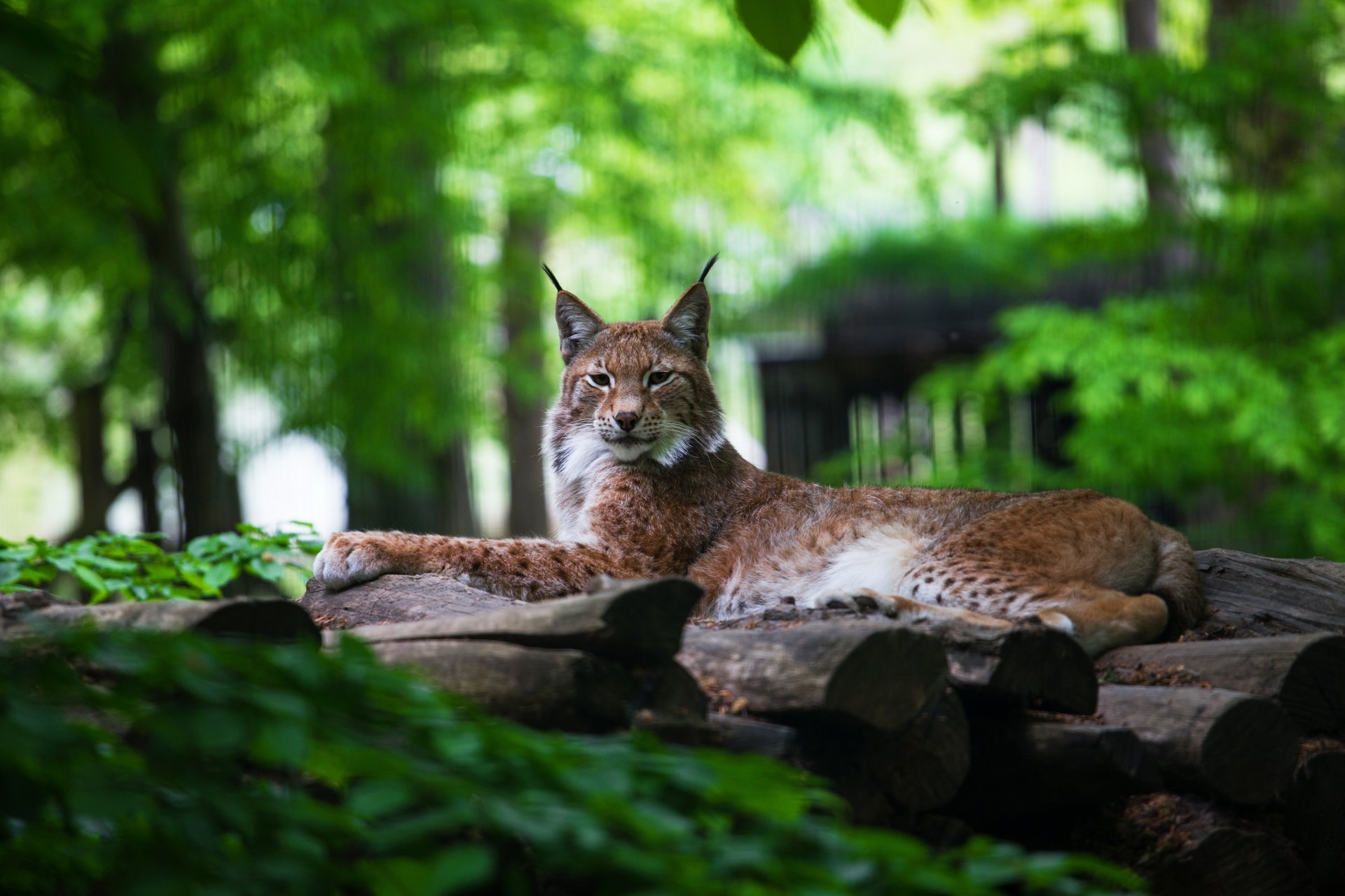 Download Animal Lynx 4k Ultra HD Wallpaper