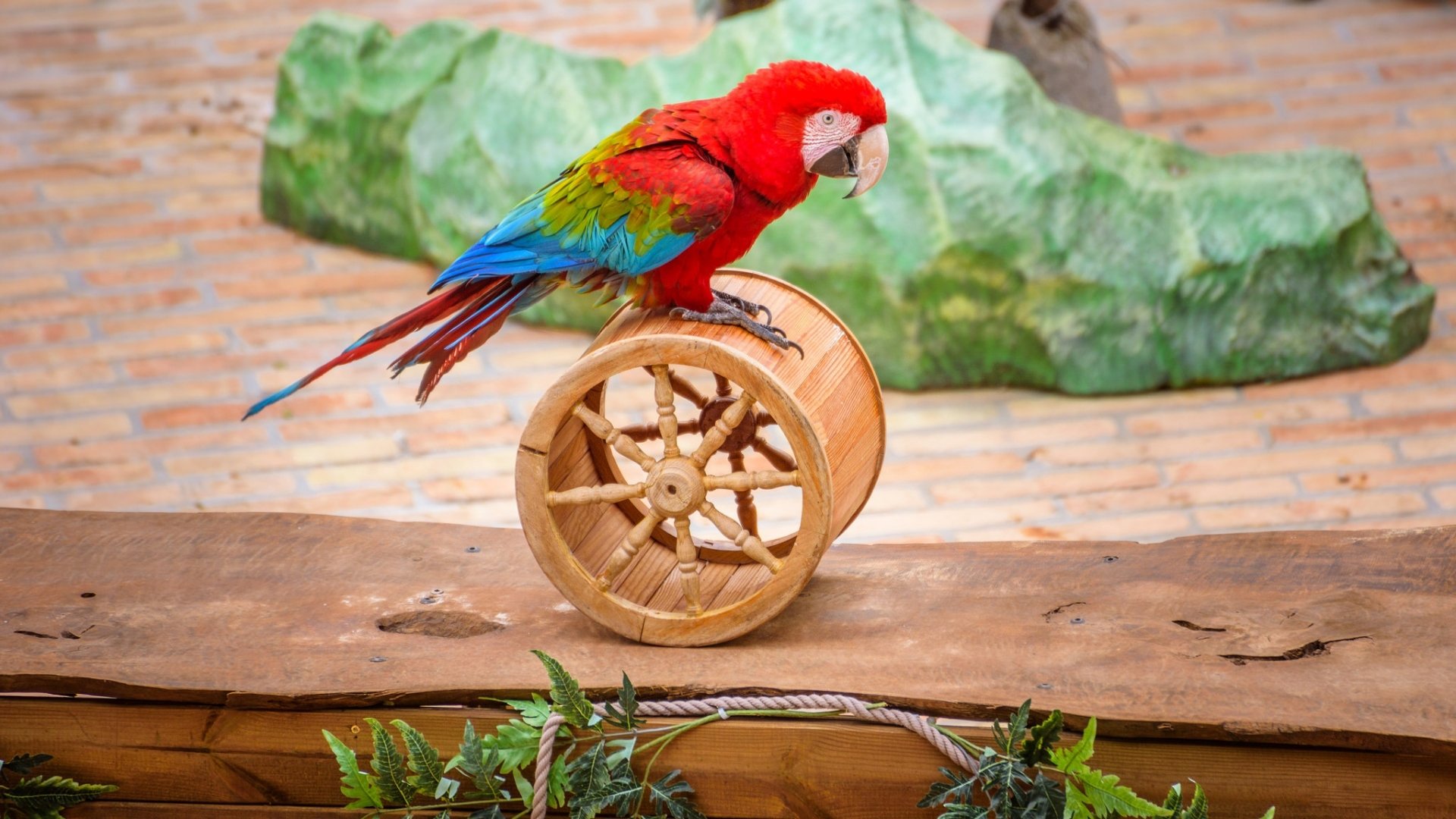 Vibrant Red-and-Green Macaw — HD Parrot Wallpaper