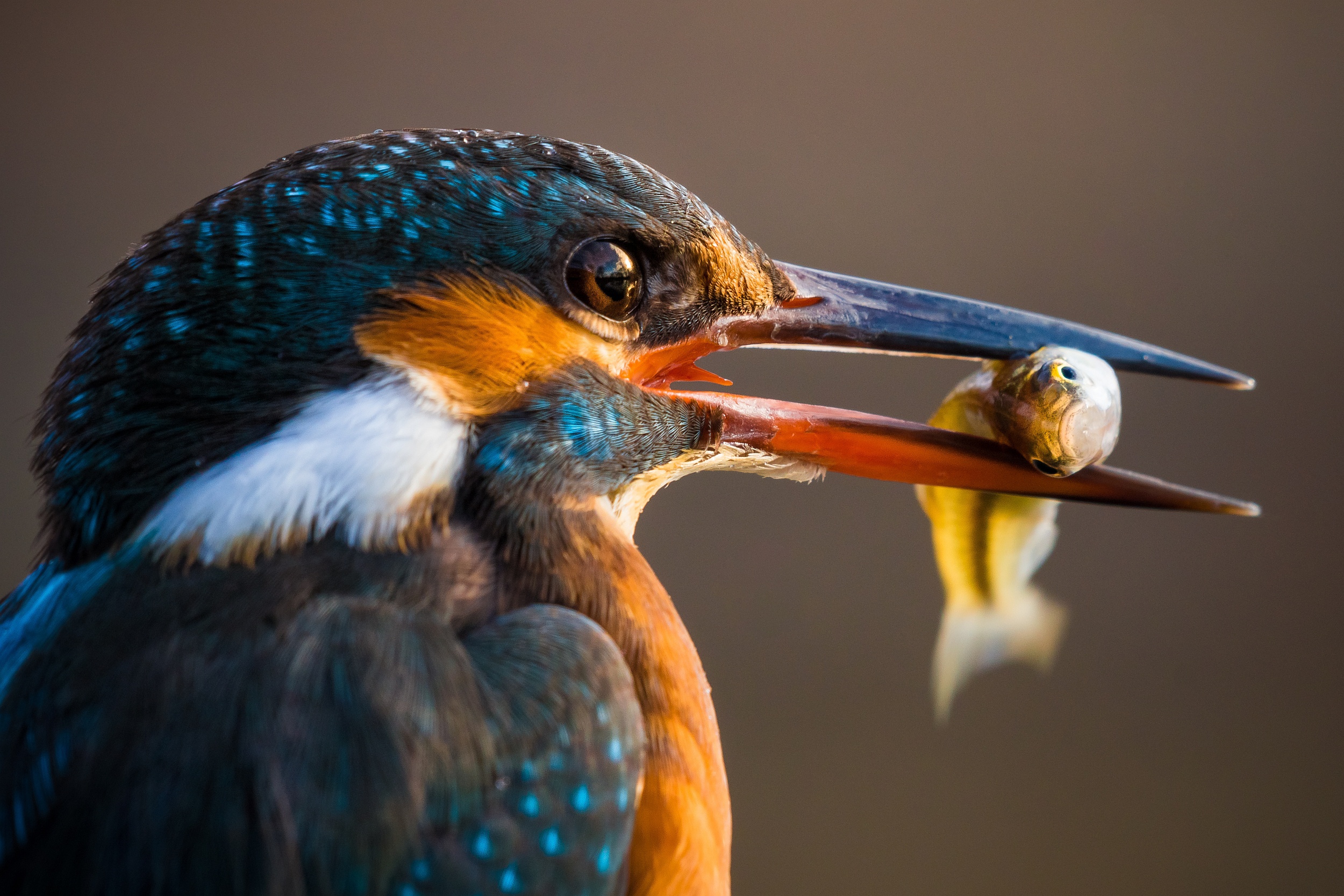 Download Wallpaper Bird Macro Abstract Macro Peacock Feather Blur