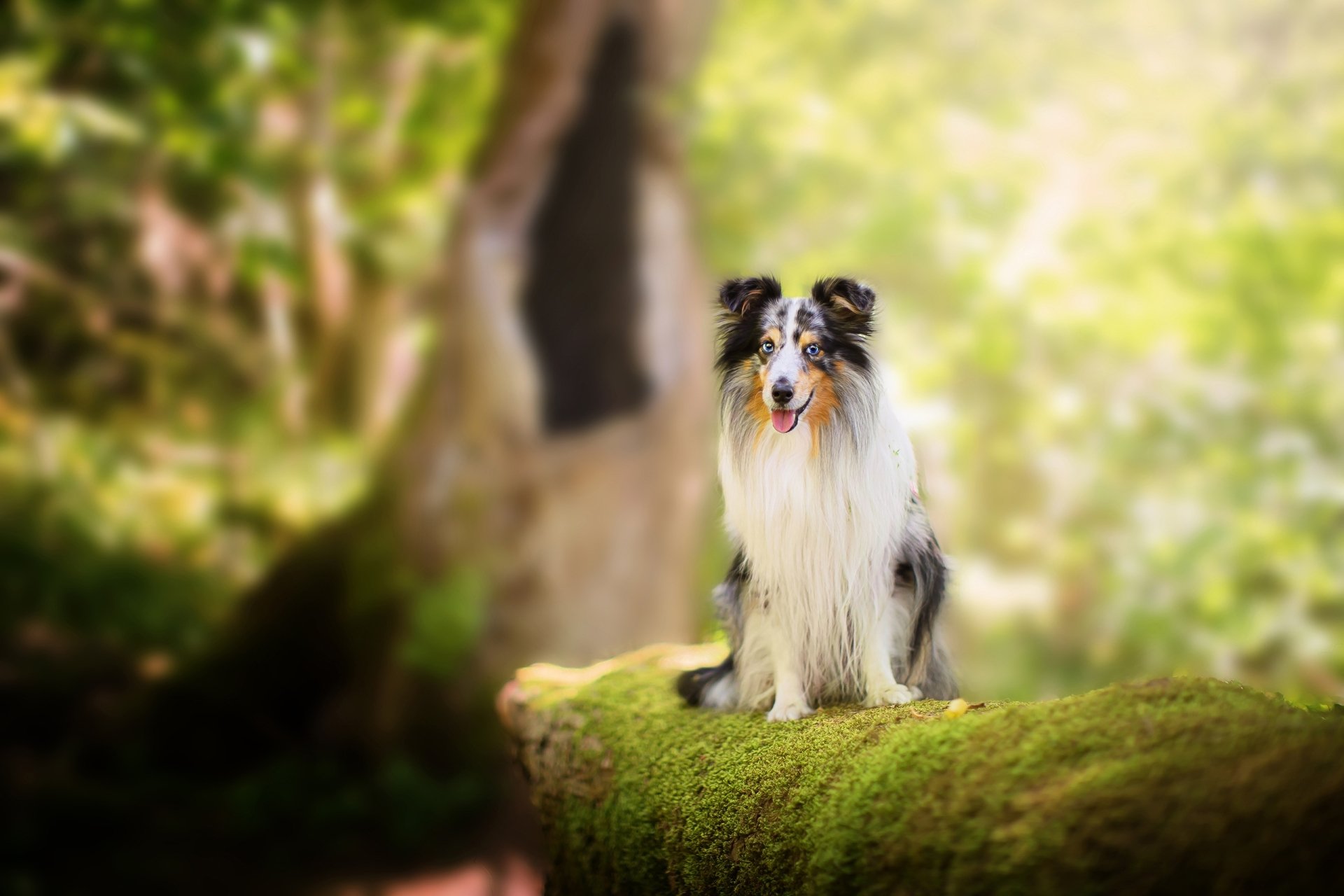 Animal Shetland Sheepdog HD Wallpaper