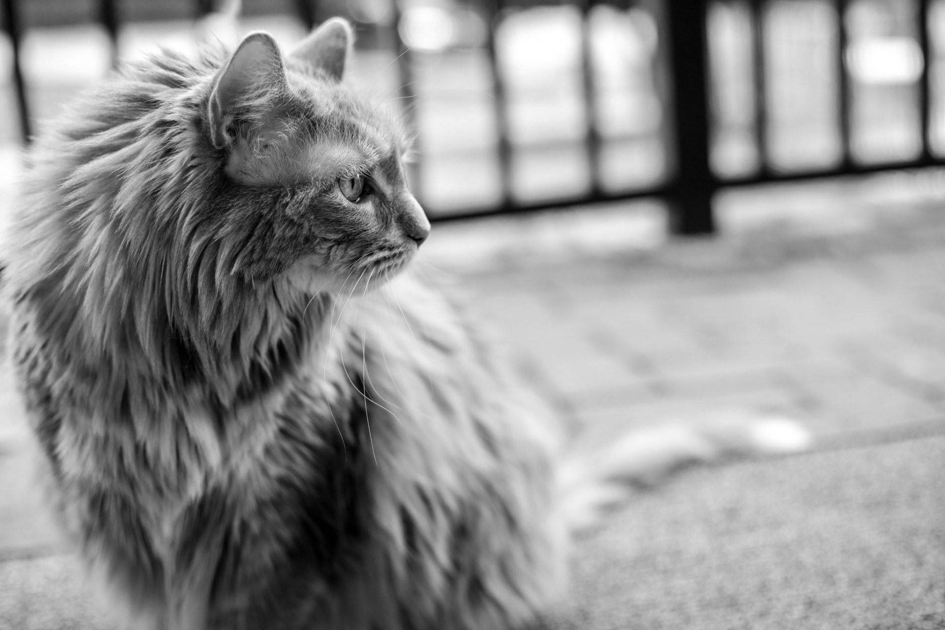 Majestic Black & White Cat HD Wallpaper: Timeless Feline Elegance
