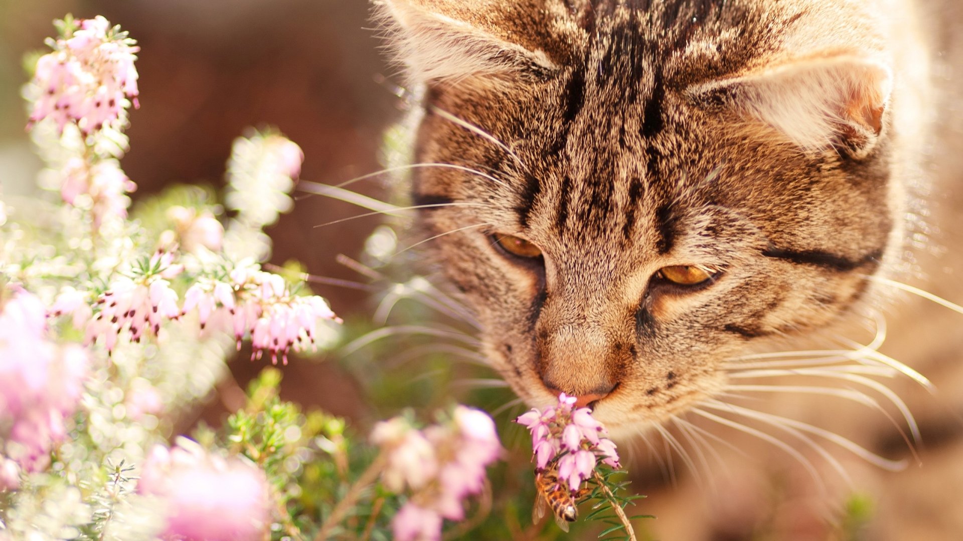 Download Flower Animal Cat HD Wallpaper