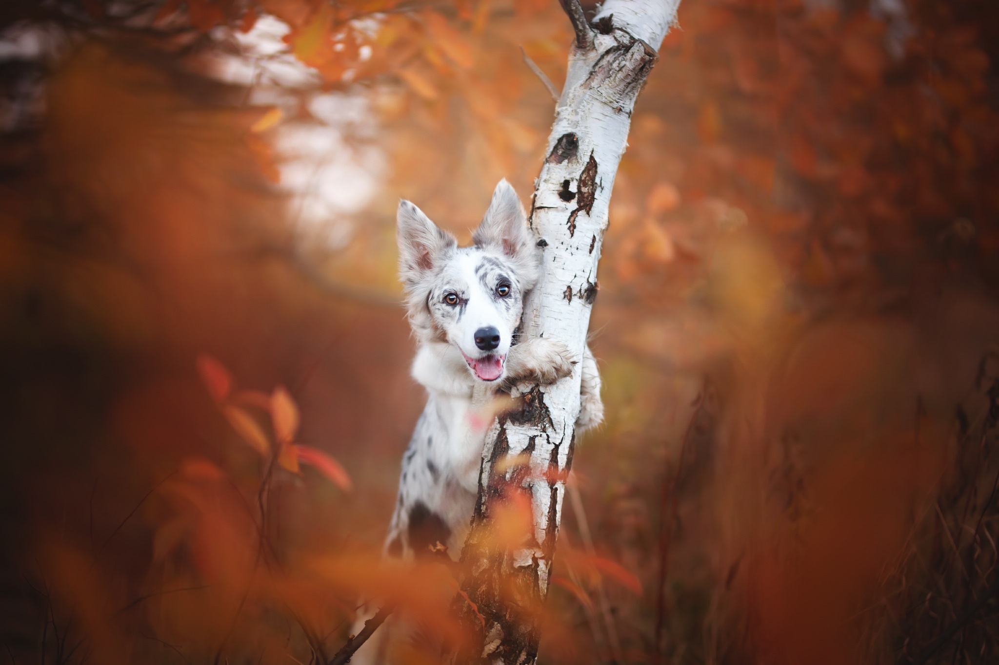 Download Fall Stare Animal Dog HD Wallpaper by Alicja Zmysłowska