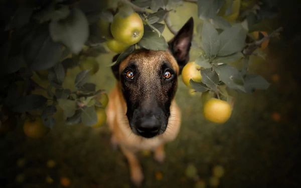 [20+] Belgian Malinois Wallpapers