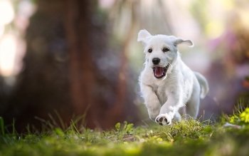 Labrador Retriever Pfp