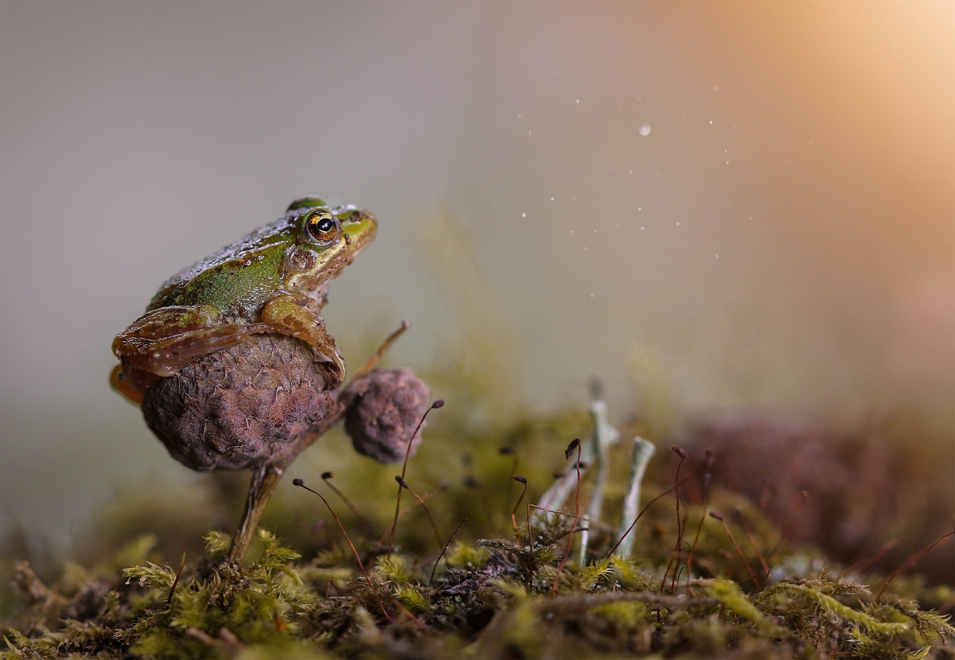 Download Macro Amphibian Animal Frog HD Wallpaper | 2274x1572 ...