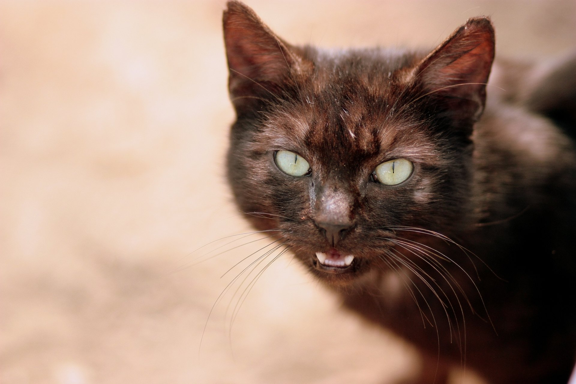 4K Ultra HD Fierce Cat Stare: Majestic Animal Portrait