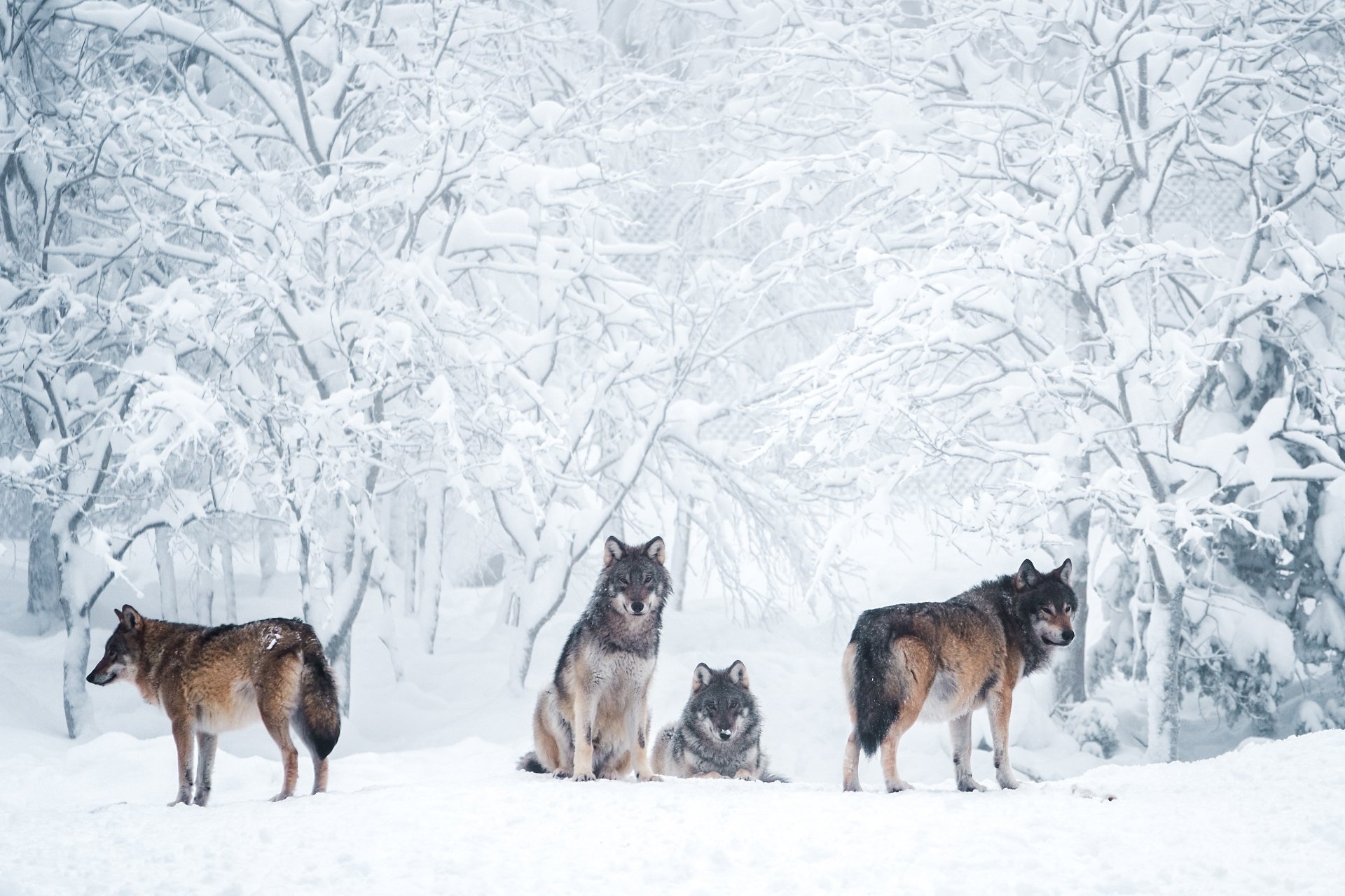 Winter Wolves: Majestic 4K Snowbound Wildlife Wallpaper