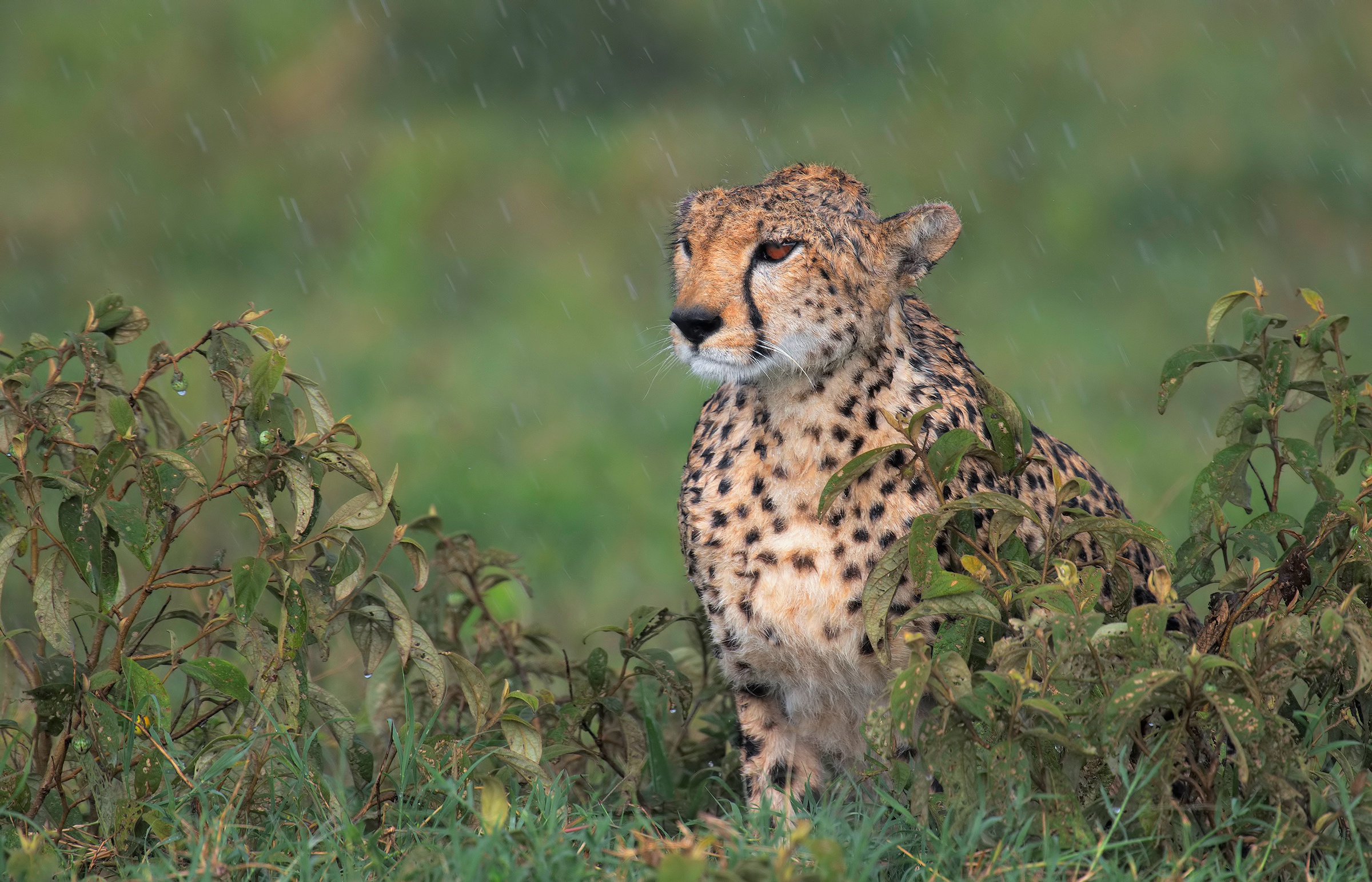 Download Animal Cheetah HD Wallpaper