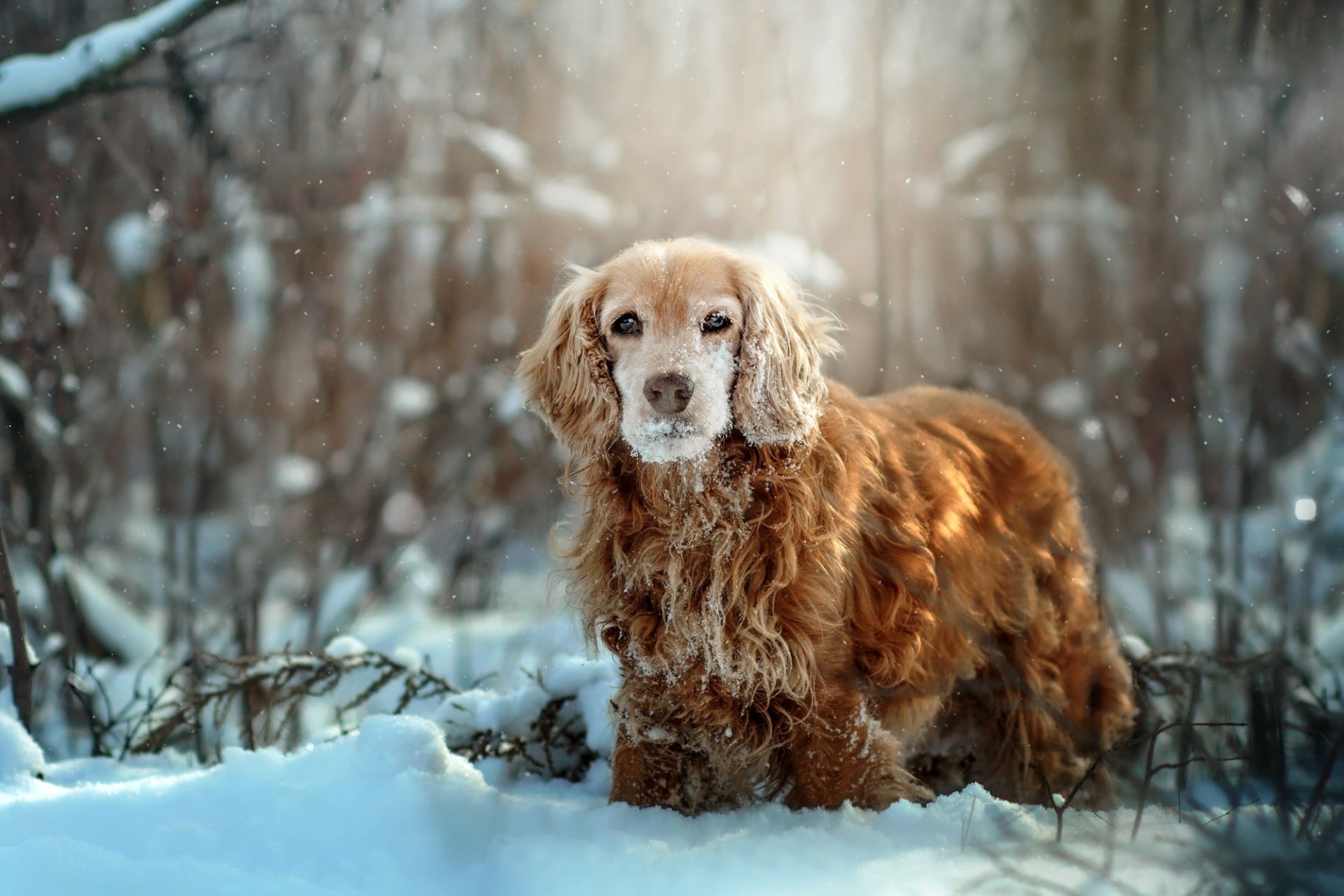 Winter Spaniel: Majestic Dog in Snowy HD Wilderness
