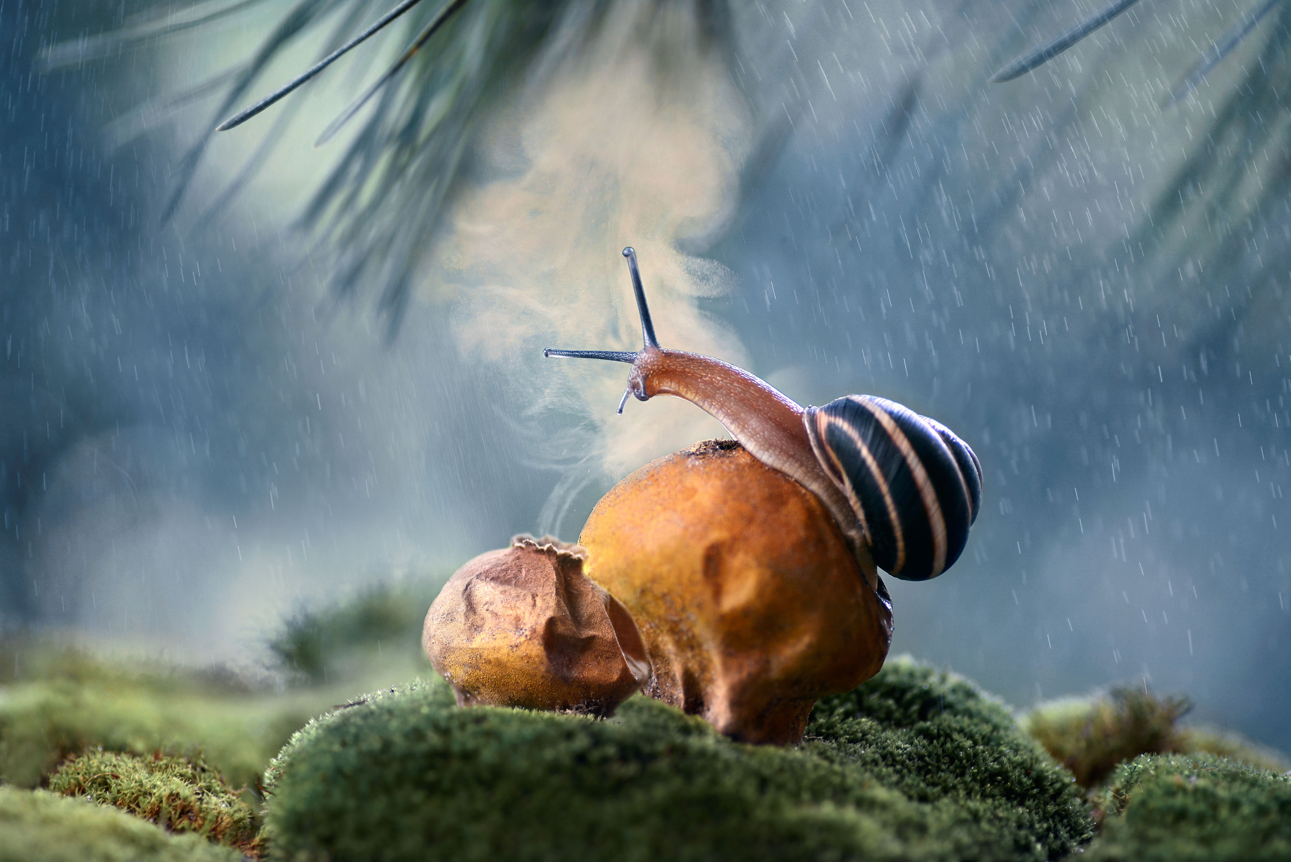 Download Moss Rain Macro Animal Snail 4k Ultra HD Wallpaper