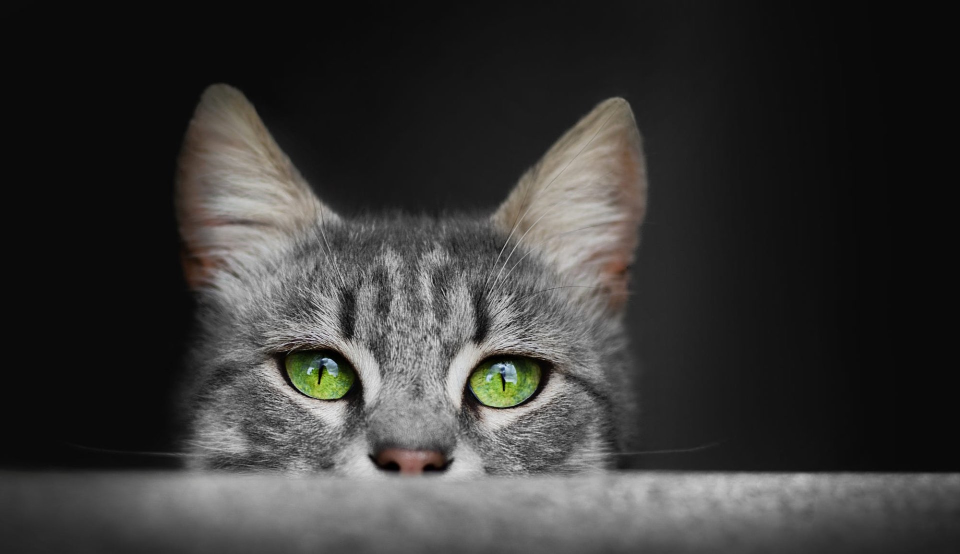 Mesmerizing Green-Eyed Cat Stare HD Wallpaper | 2000x1155 | Wallpaper Abyss