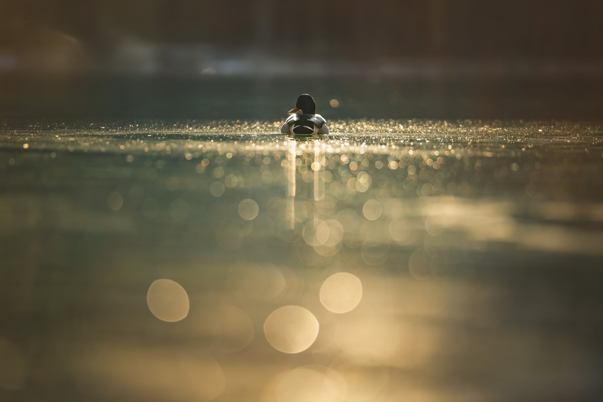 Download Bokeh Bird Animal Duck HD Wallpaper