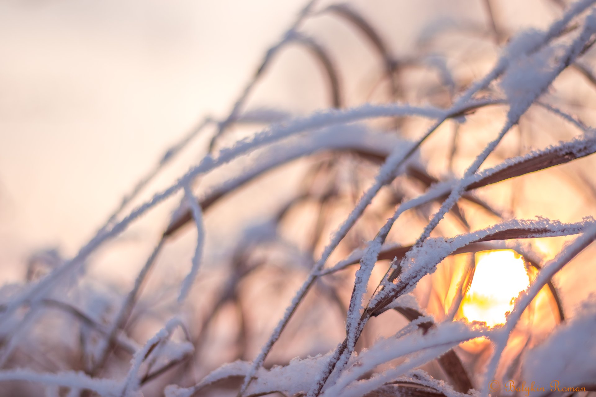 Nature Close Up 4k Ultra HD Wallpaper by Vergilius