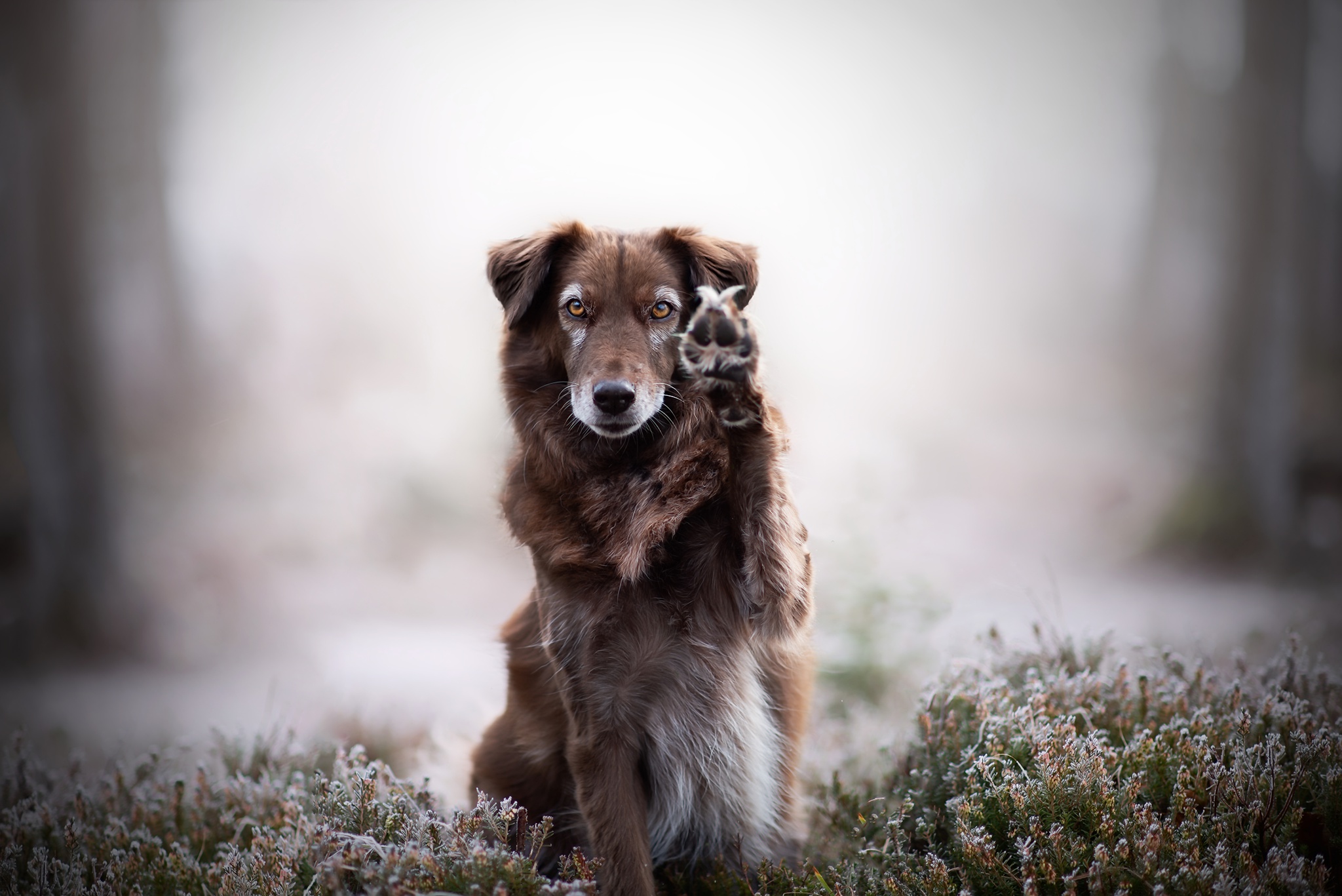 Download Depth Of Field Animal Dog HD Wallpaper