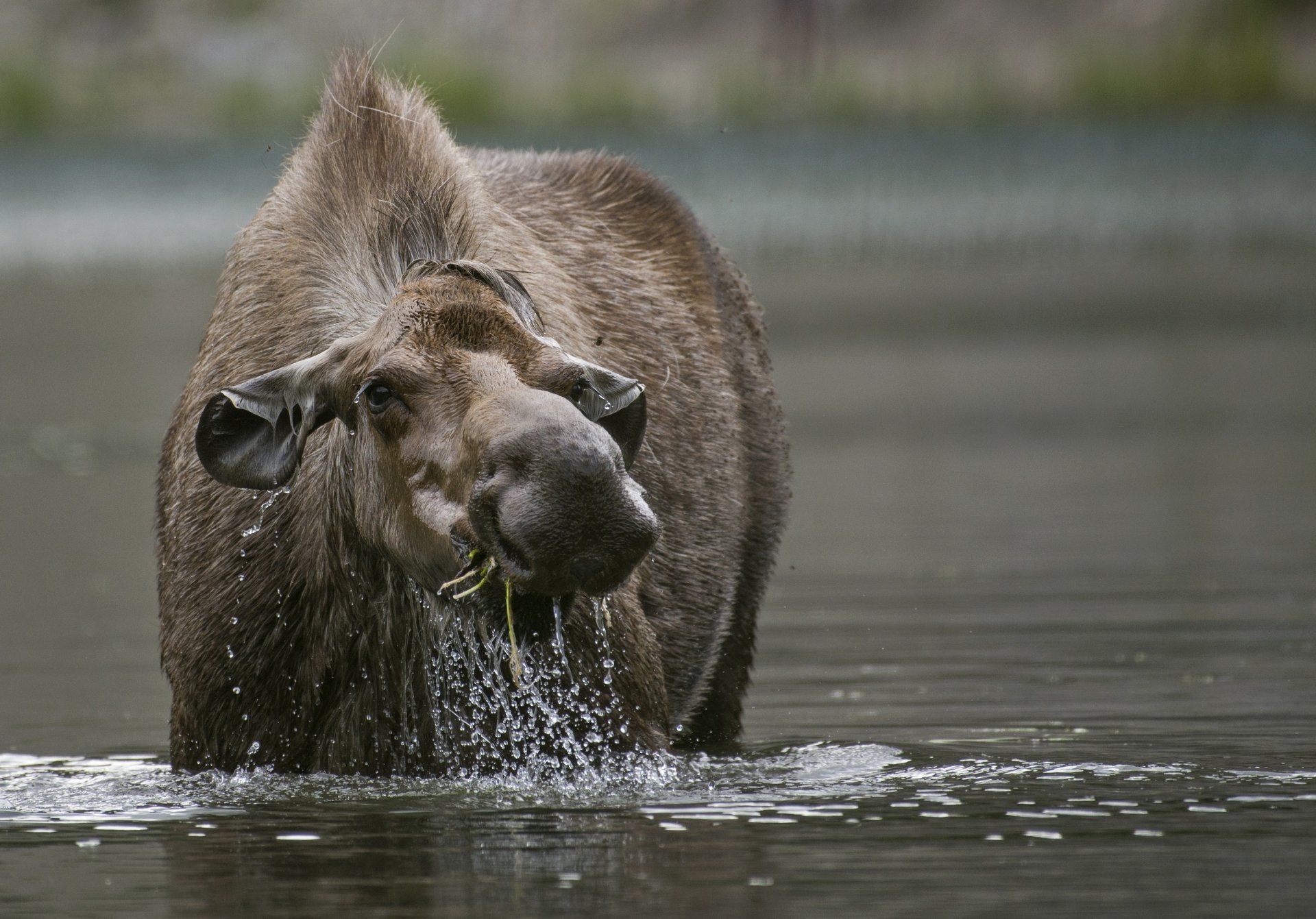 Download Water Animal Moose HD Wallpaper by skeeze