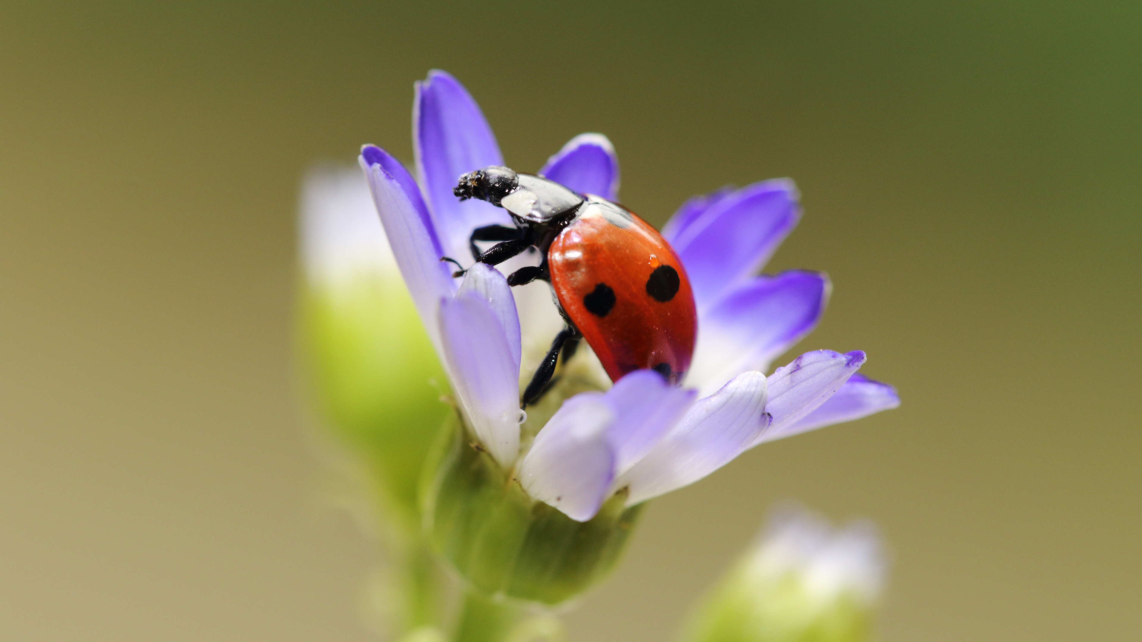 Download Flower Macro Insect Animal Ladybug 4k Ultra HD Wallpaper