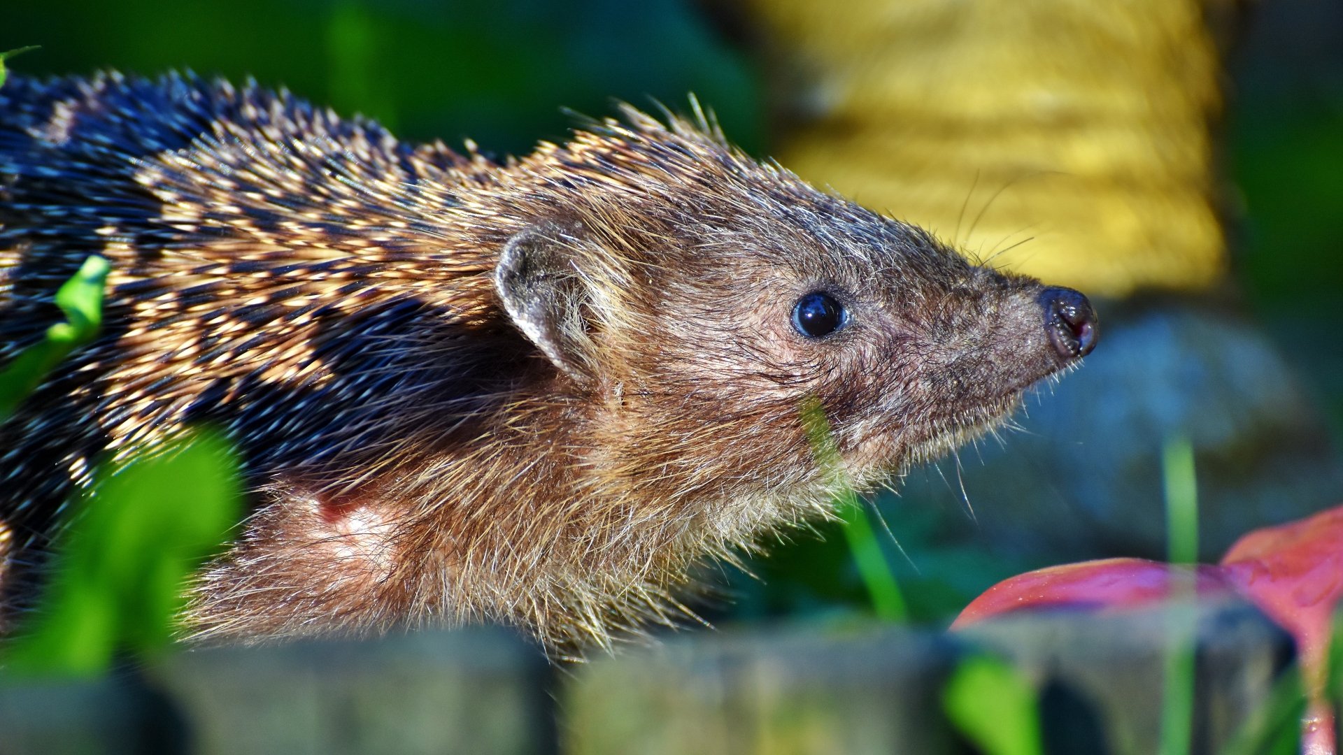 4K Ultra HD Hedgehog Close-Up: Nature’s Spiky Marvel in Stunning Detail ...
