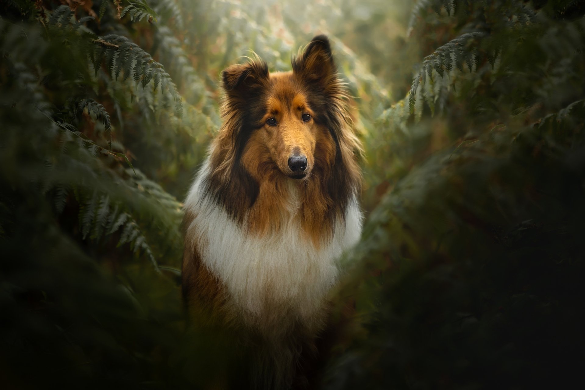 Download Dog Animal Shetland Sheepdog 4k Ultra HD Wallpaper