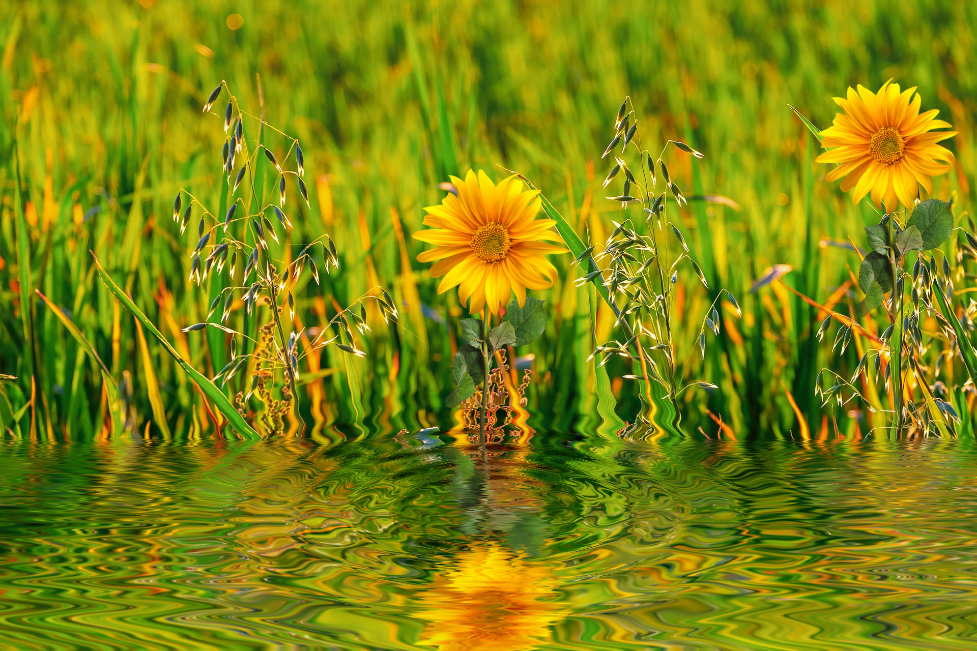 Flowers Nature Water