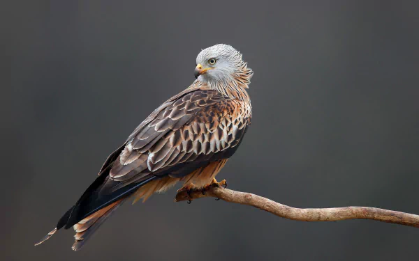 Download Red Kite Animal Kite HD Wallpaper