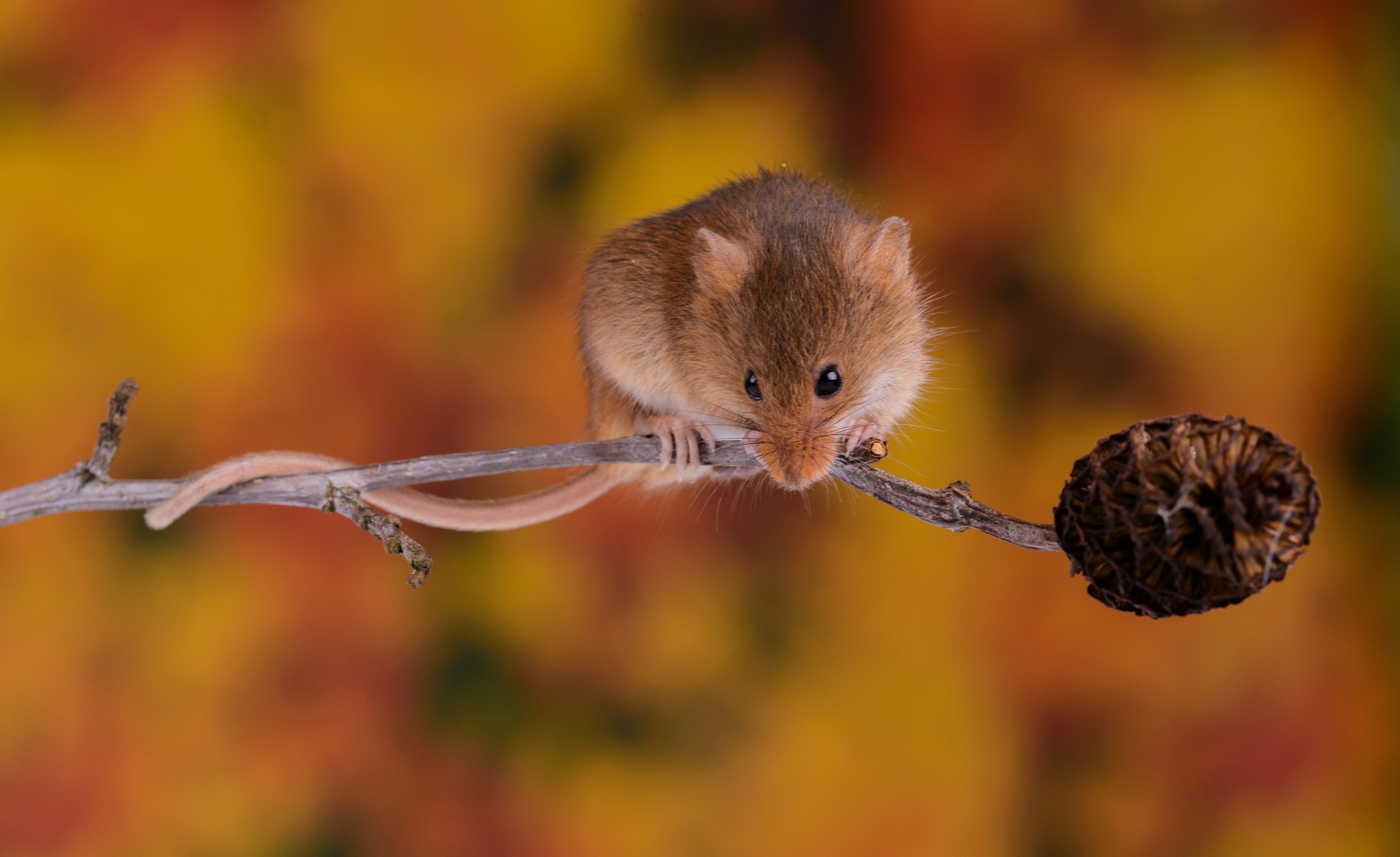 Download Rodent Animal Mouse HD Wallpaper