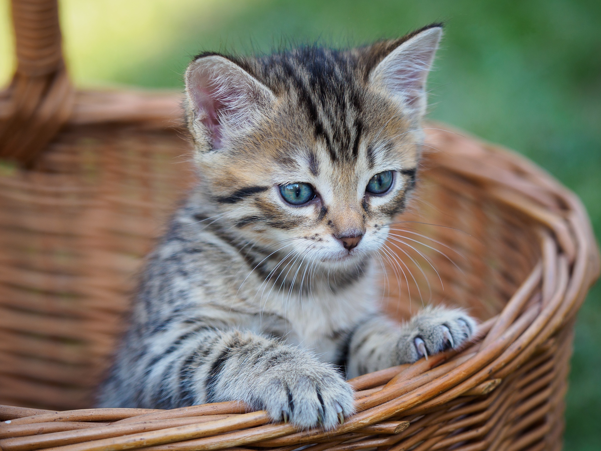 Download Baby Animal Kitten Animal Cat HD Wallpaper