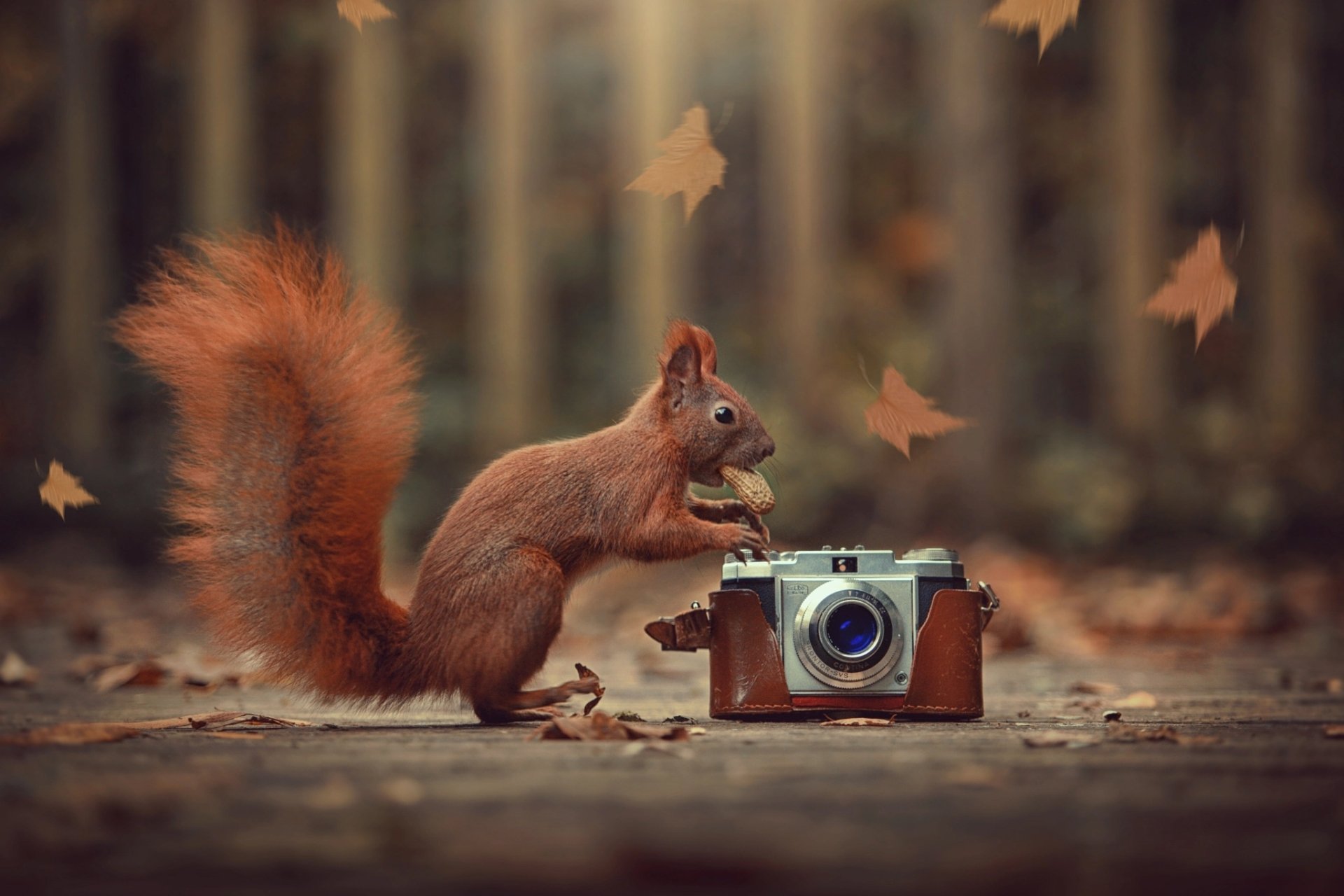 Download Rodent Camera Animal Squirrel HD Wallpaper