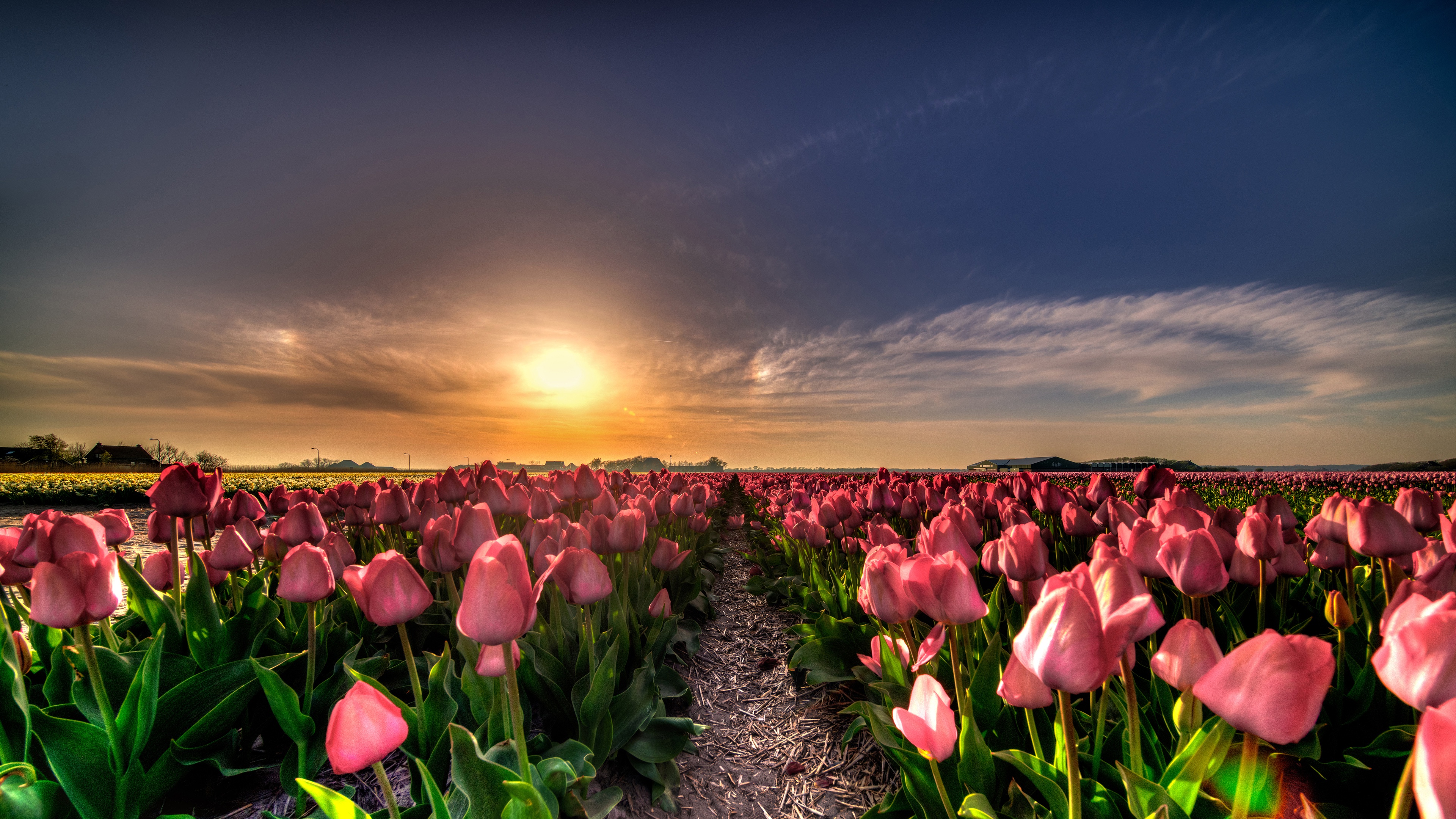 Tulip Field Flowers Hd Desktop Wallpapers 4k Hd Flower Field Photos,