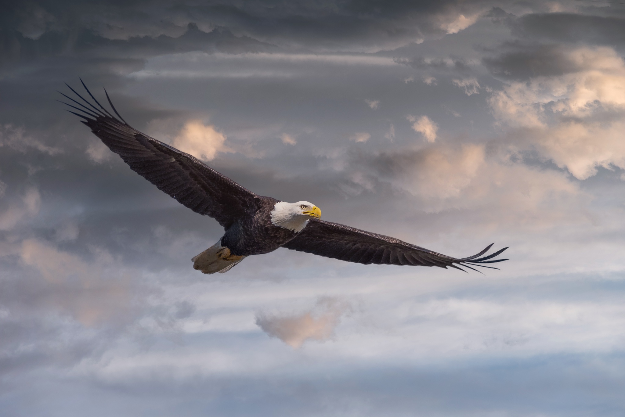 Download Bird Of Prey Eagle Animal Bald Eagle HD Wallpaper