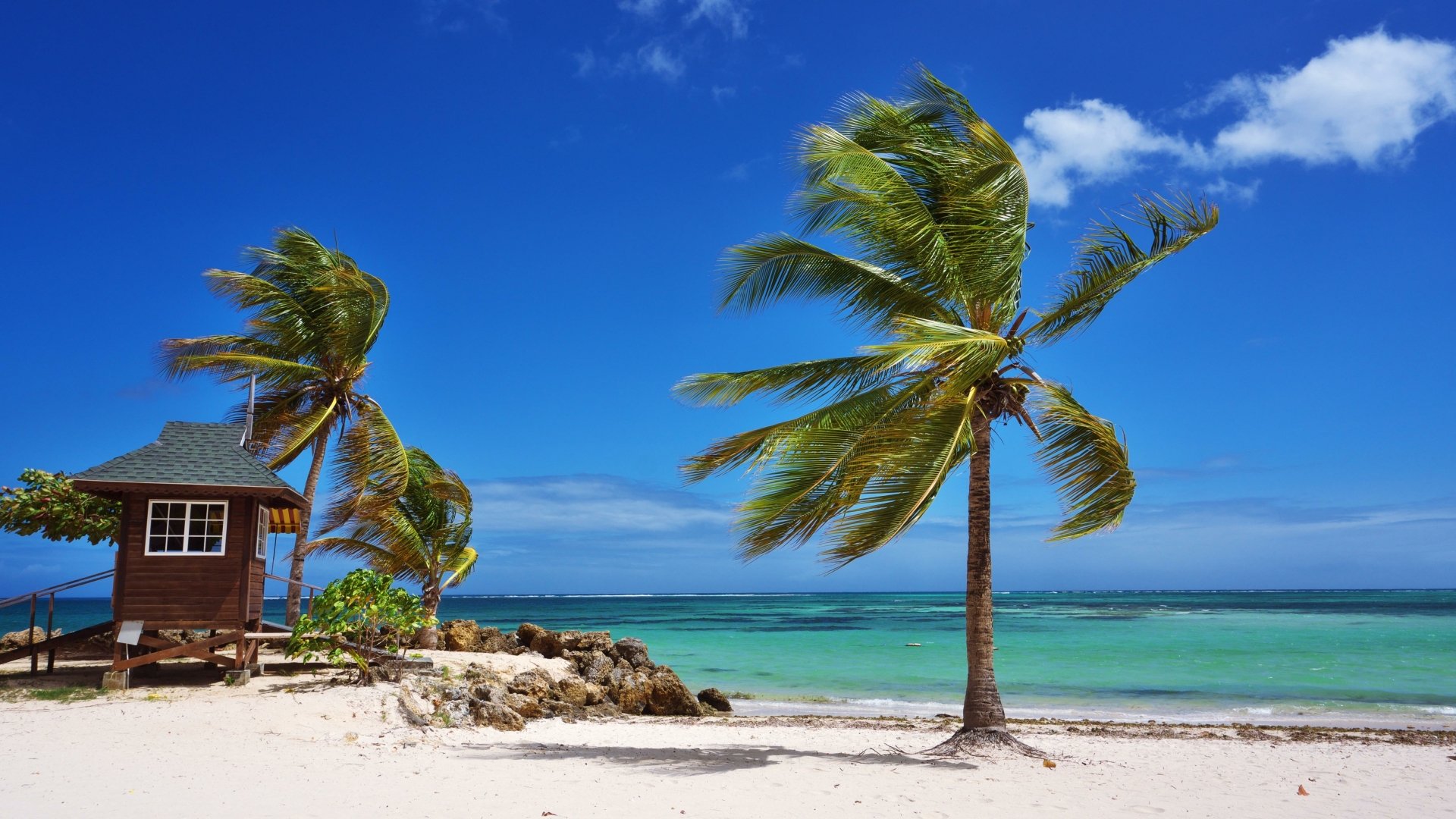 4K Ultra HD Tropical Beach Paradise with Swaying Palm Trees