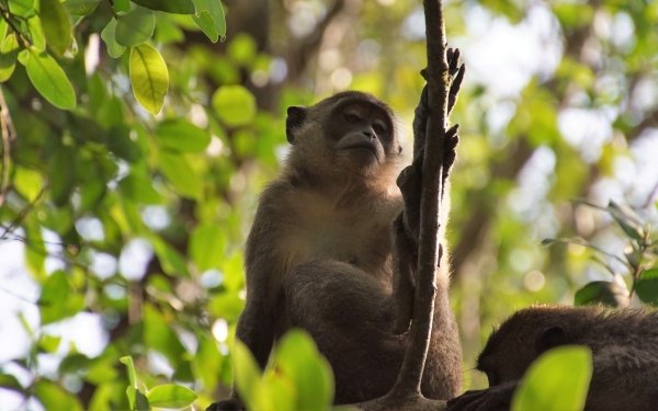 [80+] Monkey 4k Wallpapers