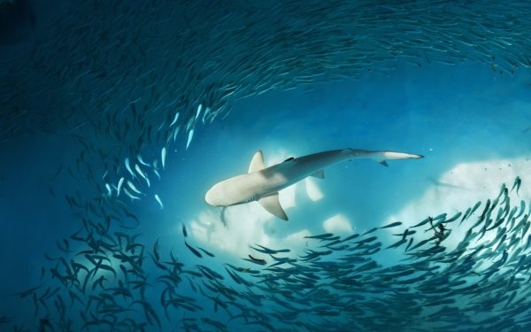 10+ 4K Ultra HD Requin Fonds d'écran | Arrière-Plans