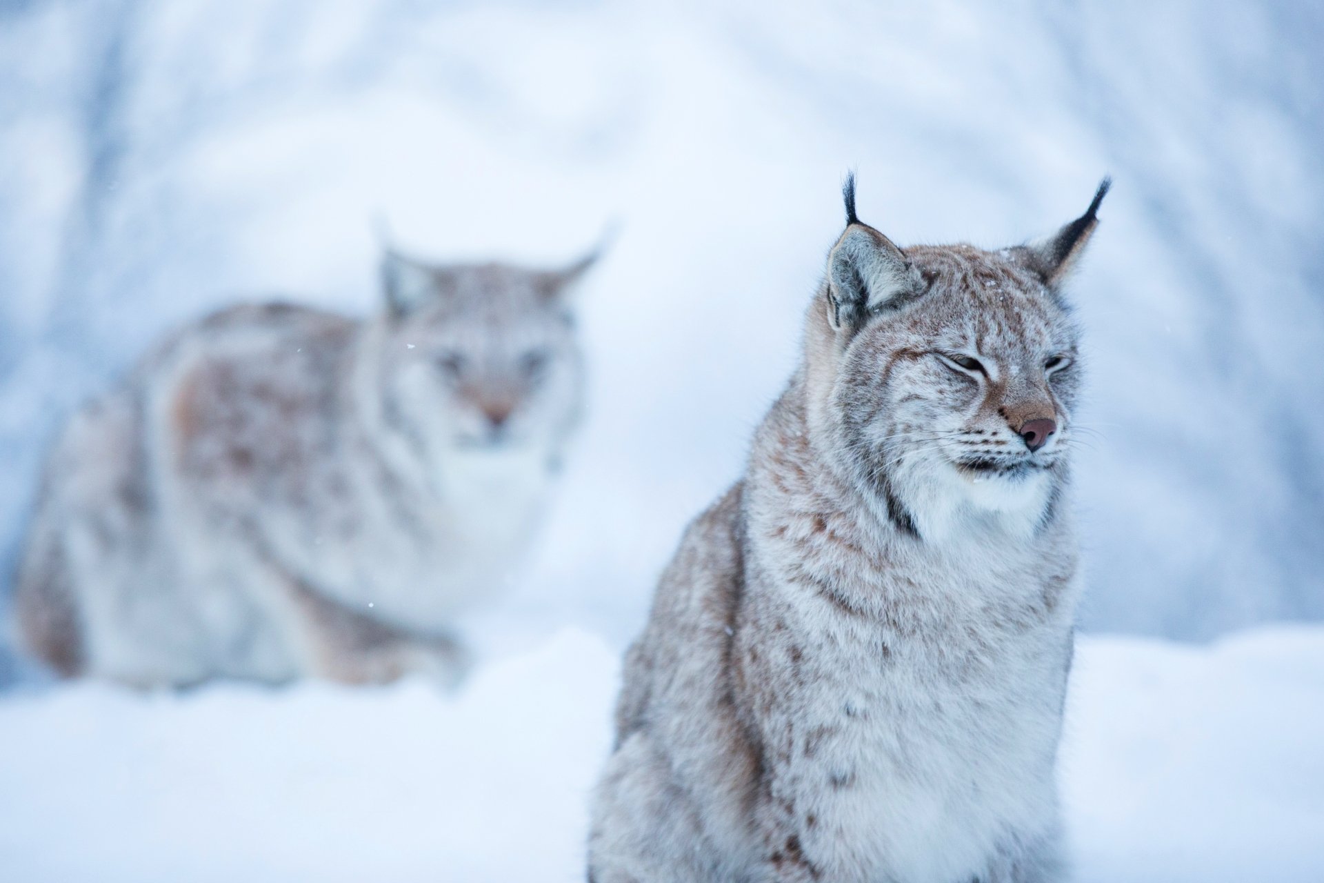 Download Animal Lynx 4k Ultra HD Wallpaper