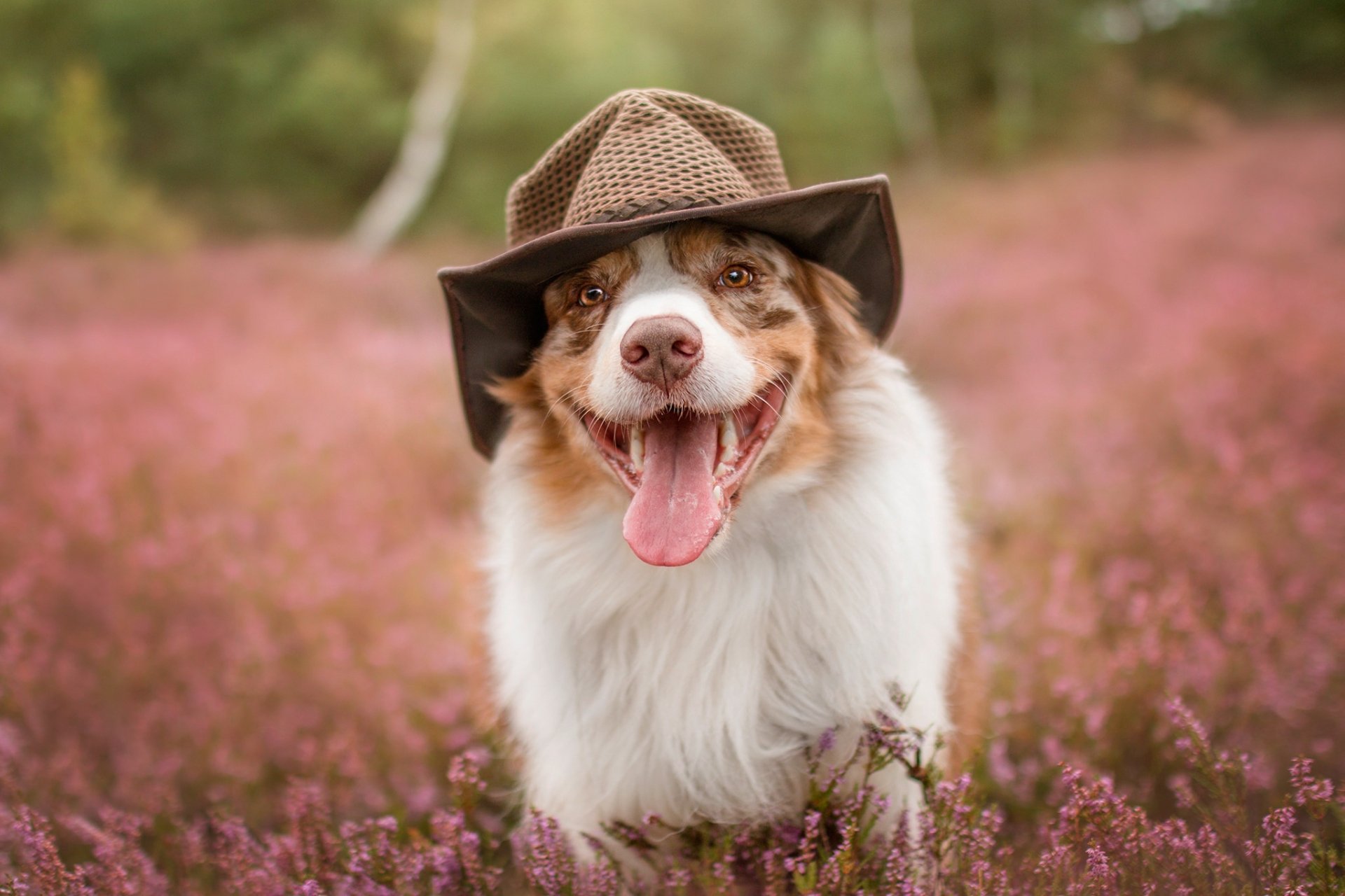 Download Hat Dog Animal Australian Shepherd HD Wallpaper